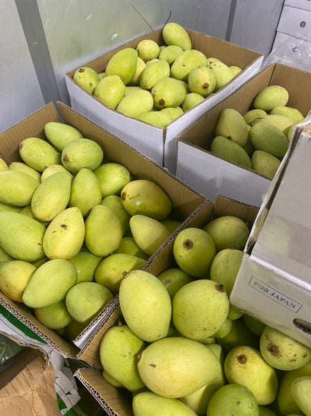 UNDER RIPE MANGO !!! Flash Sale – Frechi Japan