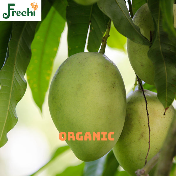 Fresh Ripe Mango – Frechi Japan